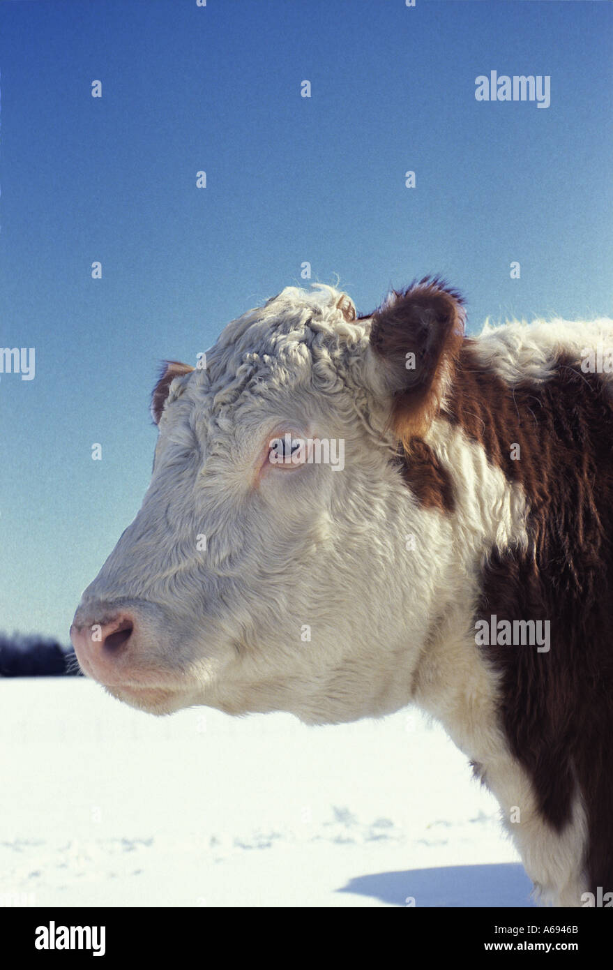 Polled hereford cattle hi-res stock photography and images - Alamy