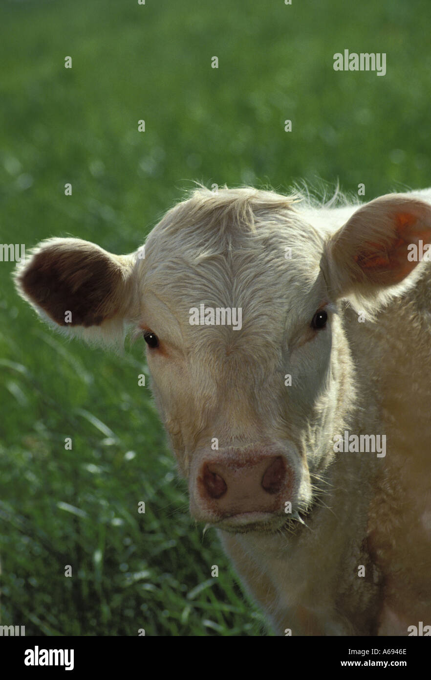 Curious cow closeup - in pasture sun, Missouri, Midwest USA Stock Photo ...