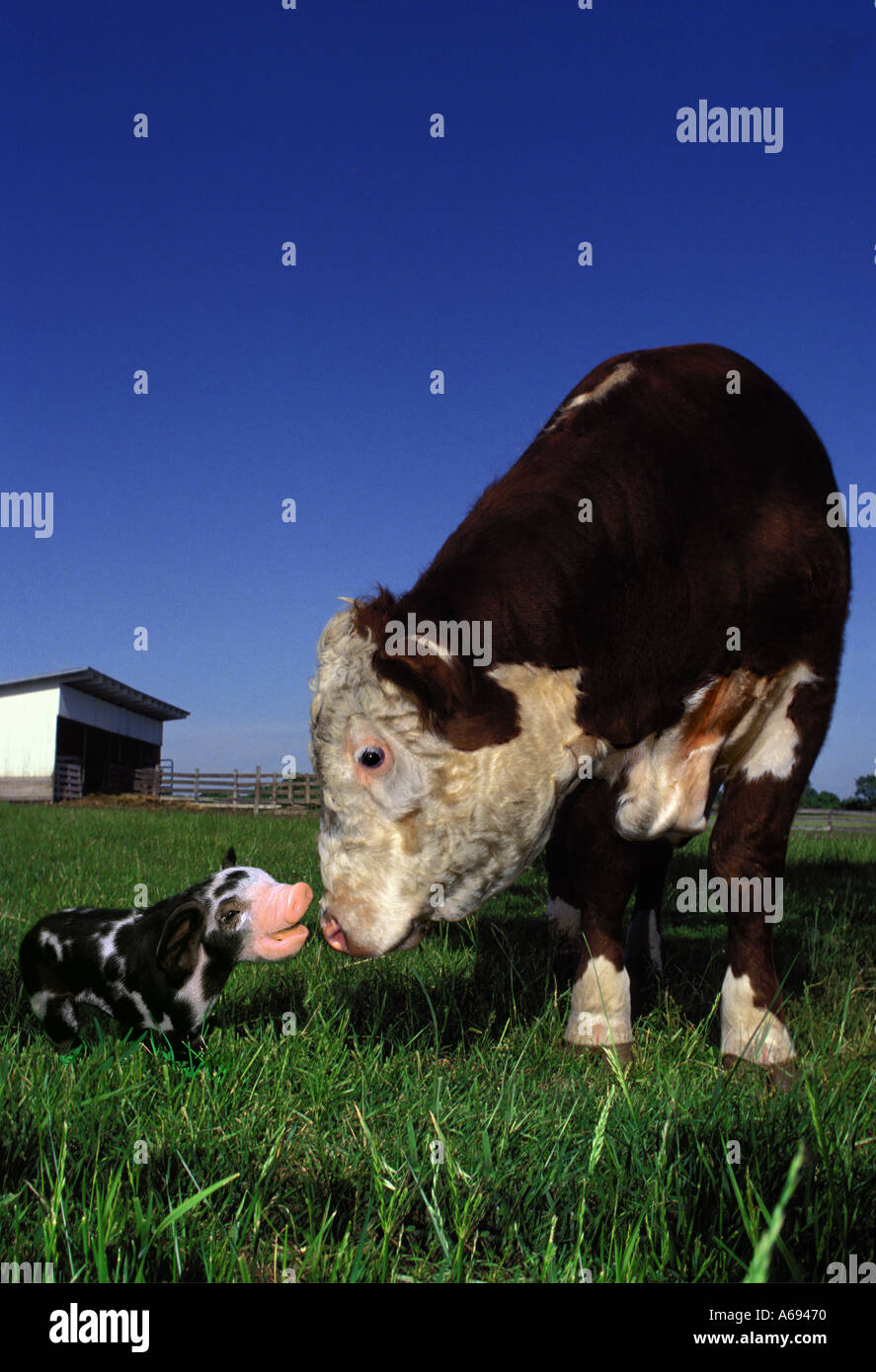 Affectionate cows usa hi-res stock photography and images - Alamy