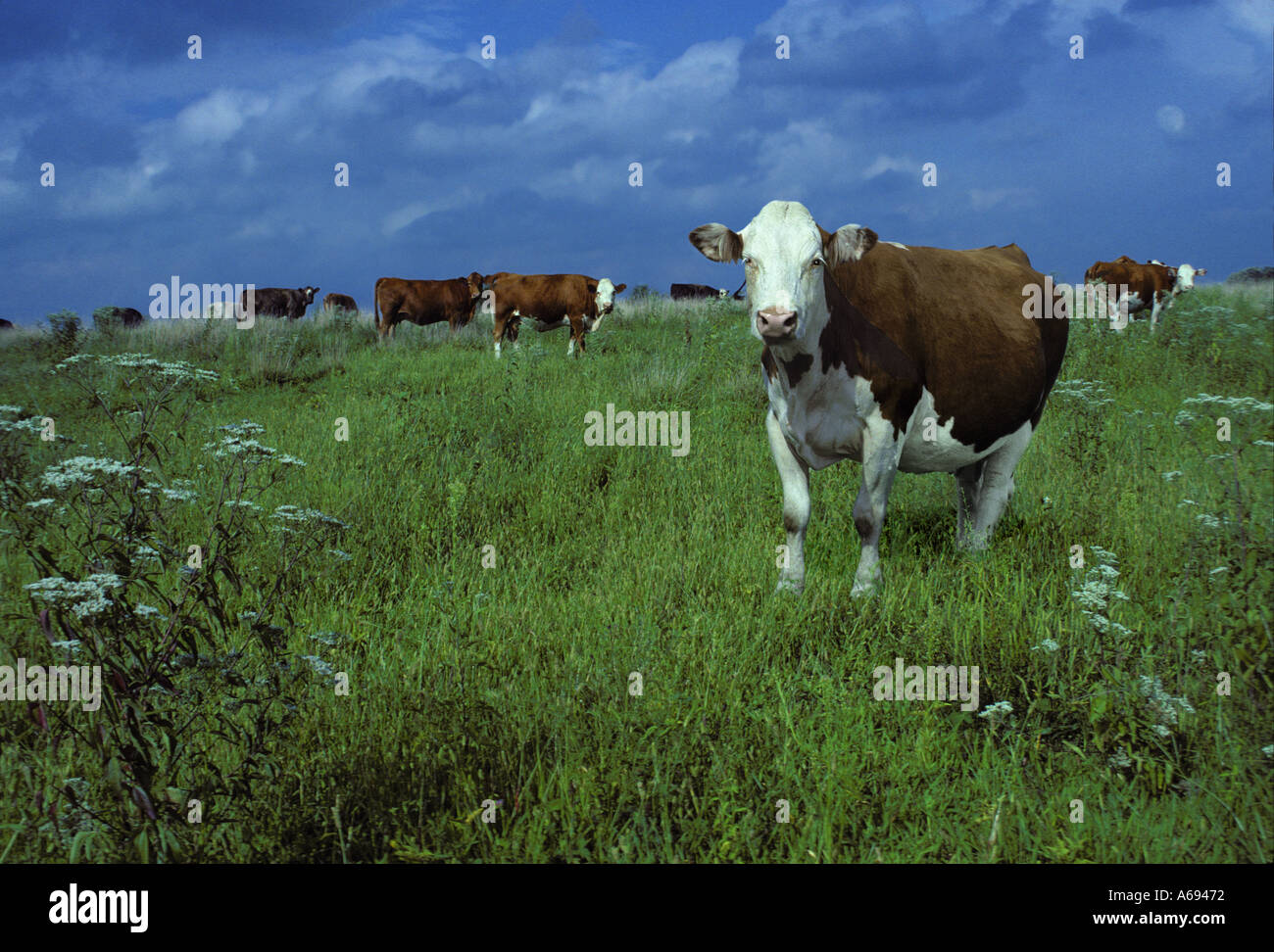Pasture raised: One white face cows 3/4th Semimetal 1/4 Angus grazing ...