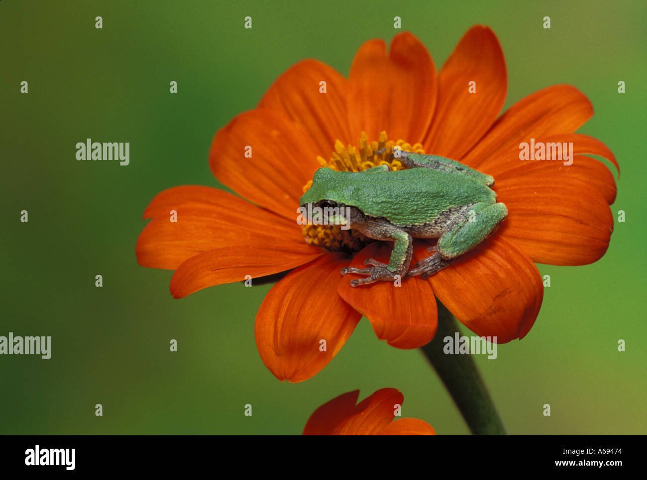 Tree frog on flowers hi-res stock photography and images - Alamy