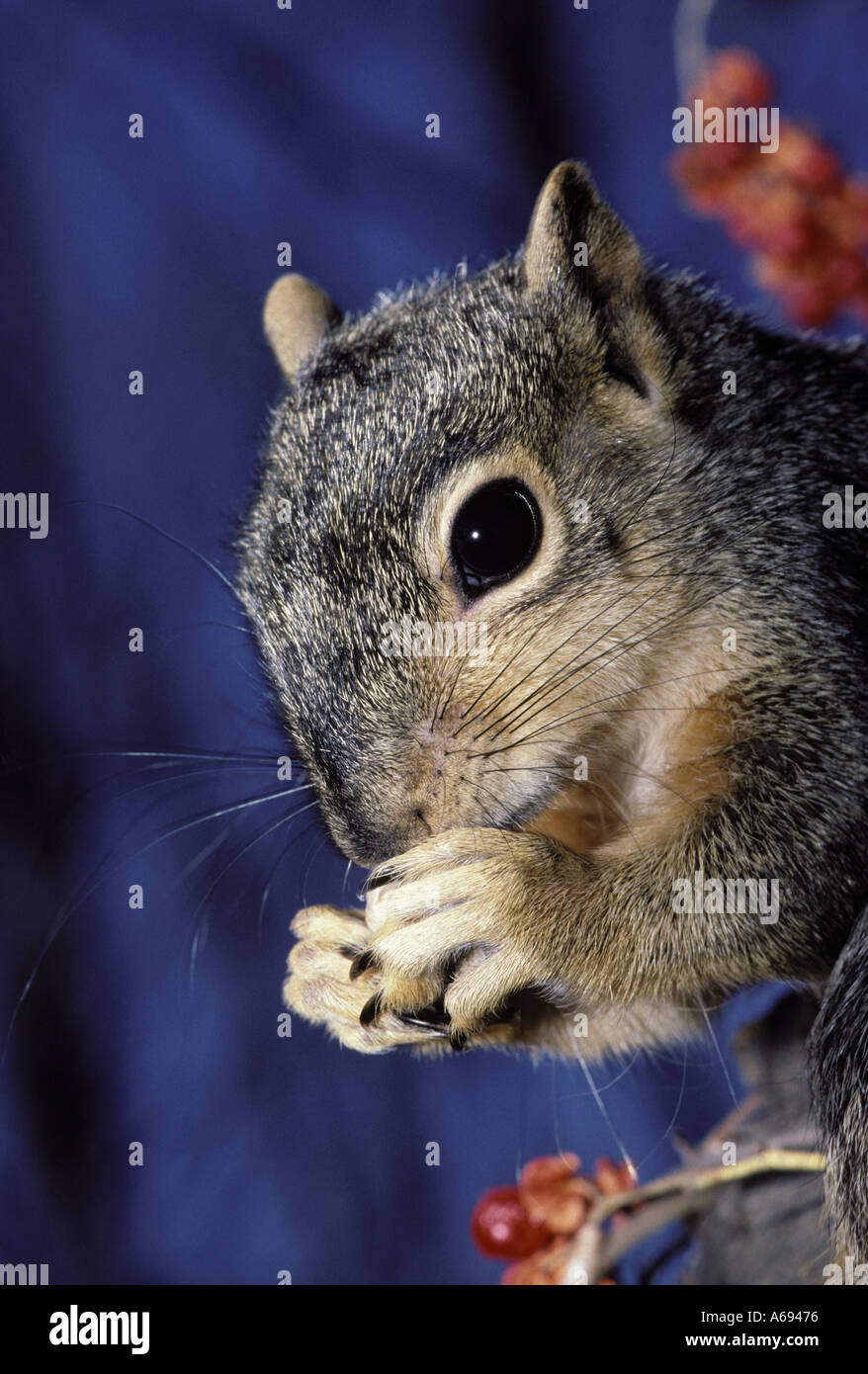 Eastern Fox Squirrel, Sciurus niger, sitting eating a nut with its ...