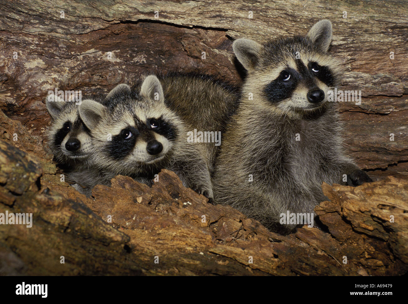 Three Raccoons High Resolution Stock Photography and Images - Alamy
