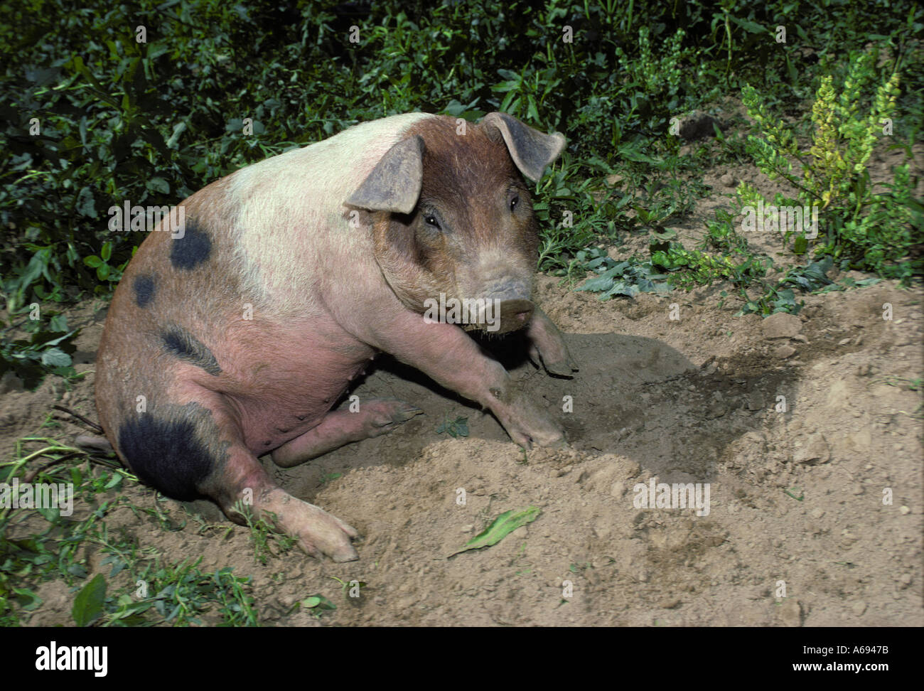 4 way cross hybrid pig (Sus scrofa domestica) sitting on hind legs ...