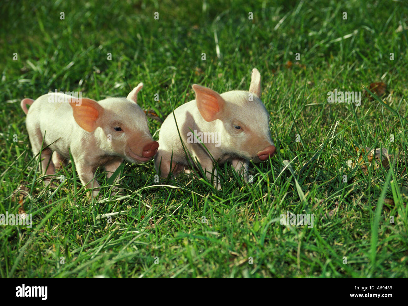 Two piglets in the grass hi-res stock photography and images - Alamy