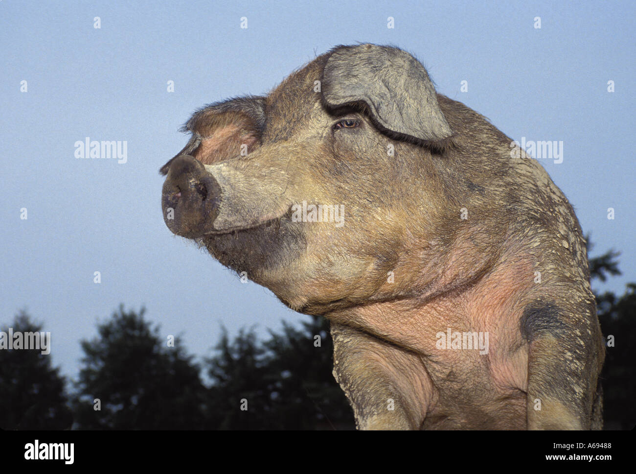 Animal farm george orwell hi-res stock photography and images - Alamy