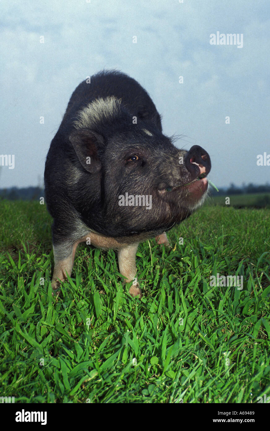 Show pig hi-res stock photography and images - Alamy