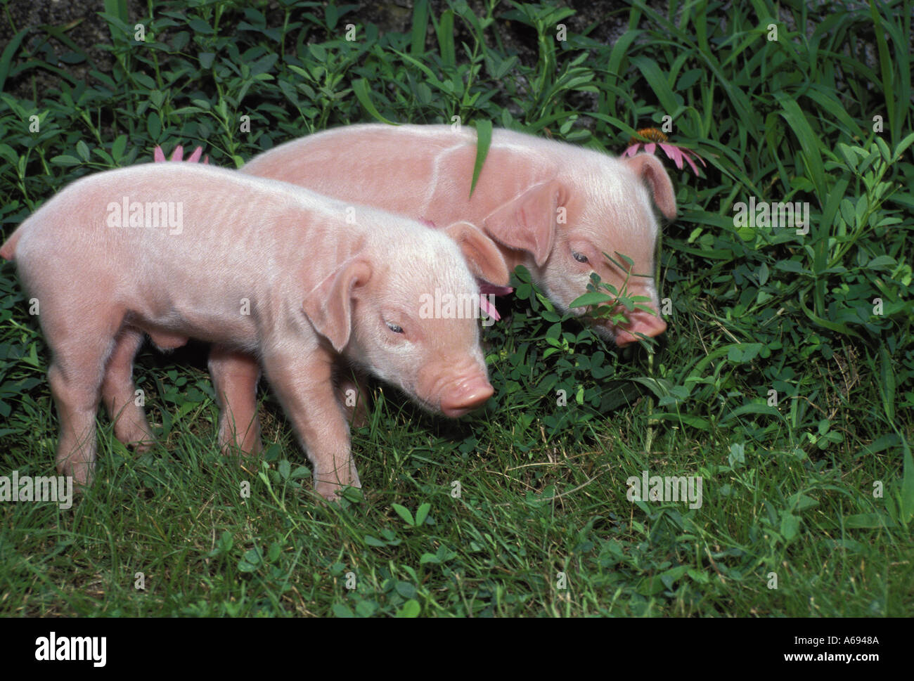 Two piglets (4-way cross breed) standing in grassy field, Midwest USA ...