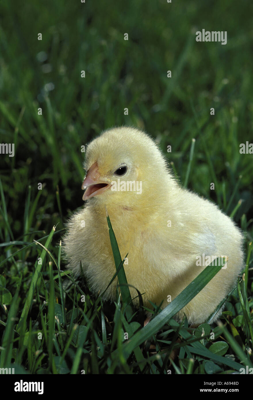 Angry chickens hi-res stock photography and images - Alamy