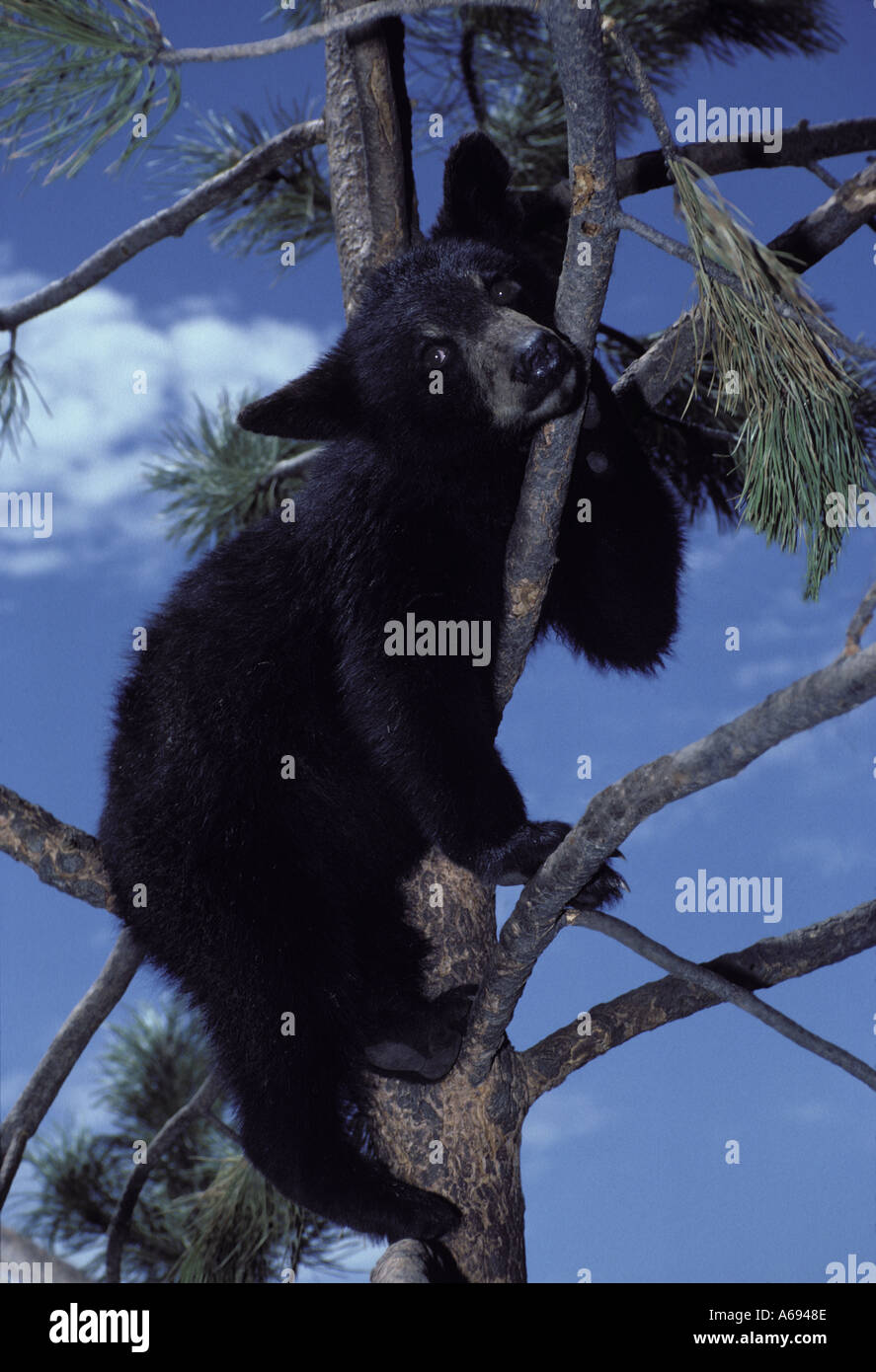 Bear nap: An American Black Bear, Ursus americanus, high up in a tree ...