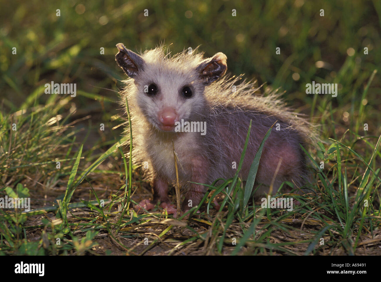 Angel possum: Sweet baby opossum, Didelph marsipiasis, haloed in ...