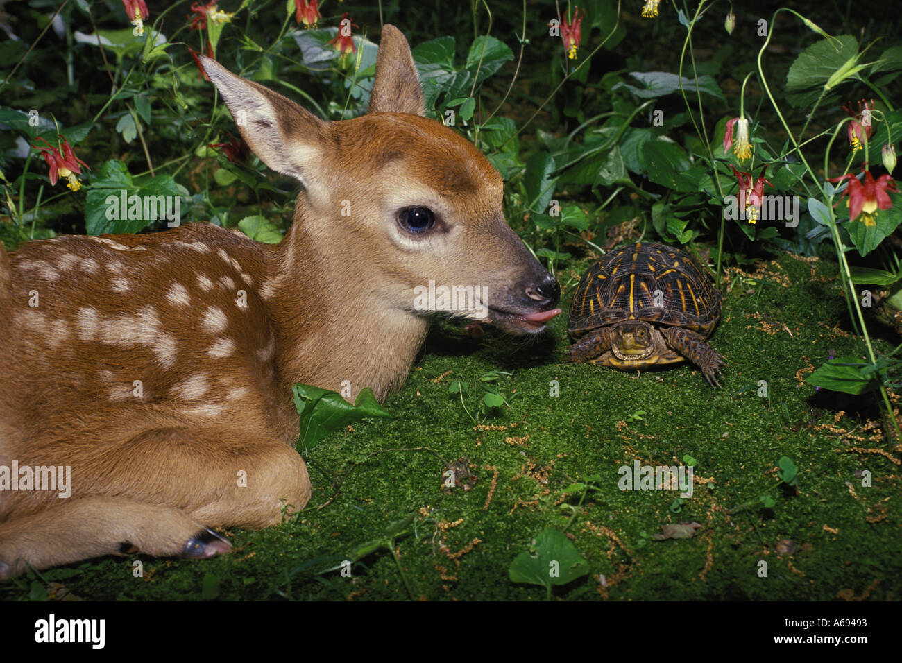 Three-toed Box Turtle, Terrapene carolina triunguis, meets a baby ...