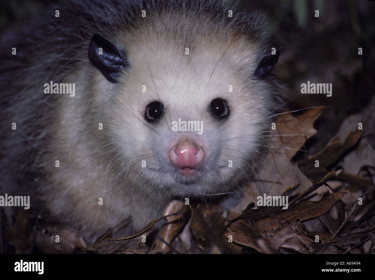 Opossum Possum High Resolution Stock Photography and Images - Alamy