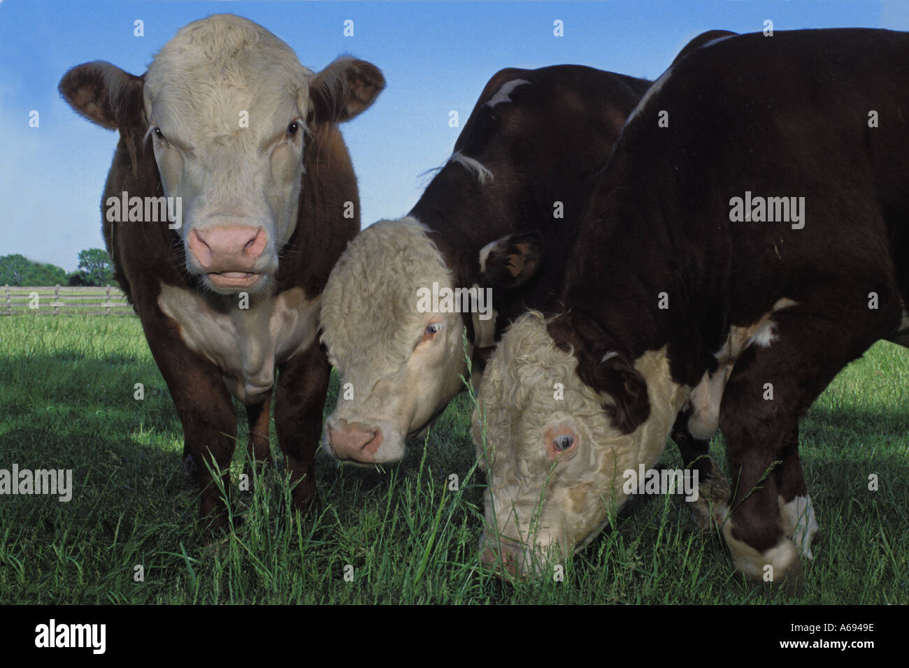 Polled hereford cattle hi-res stock photography and images - Alamy