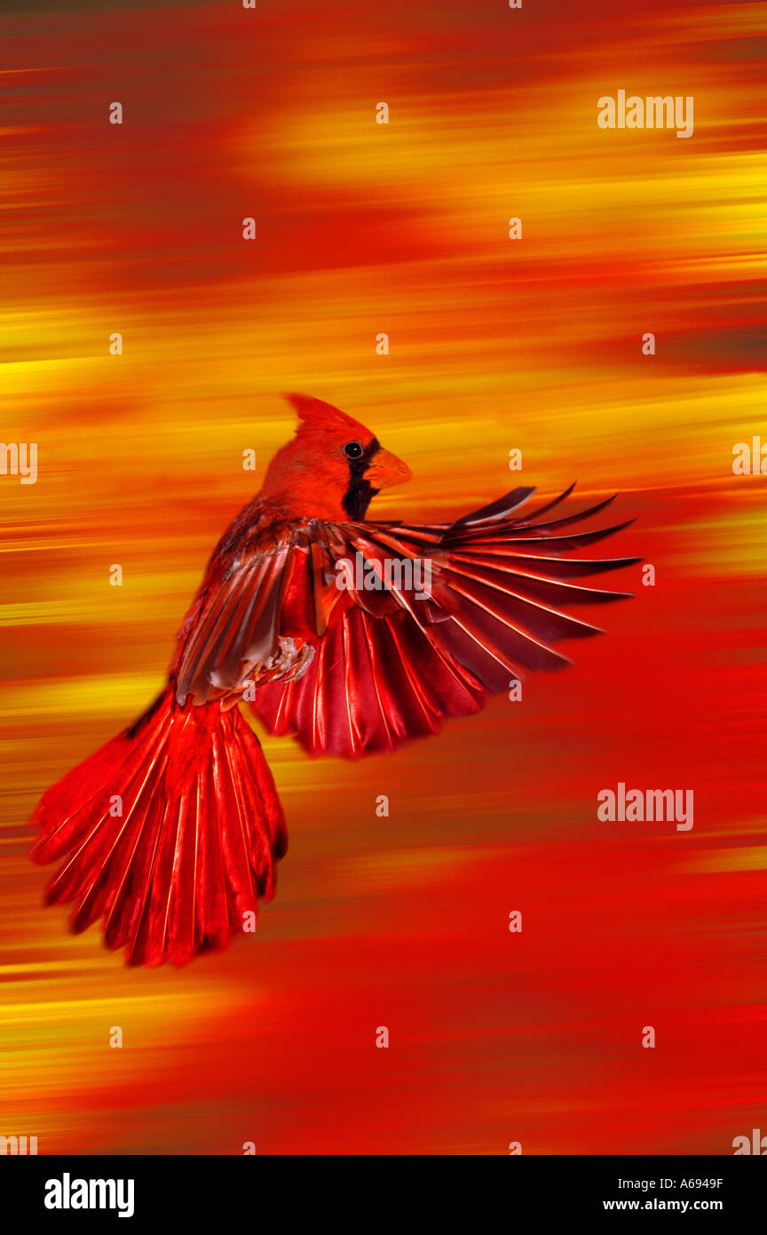 Male Northern Cardinal, Cardinalis cardinalis, flying mid-air by trees ...