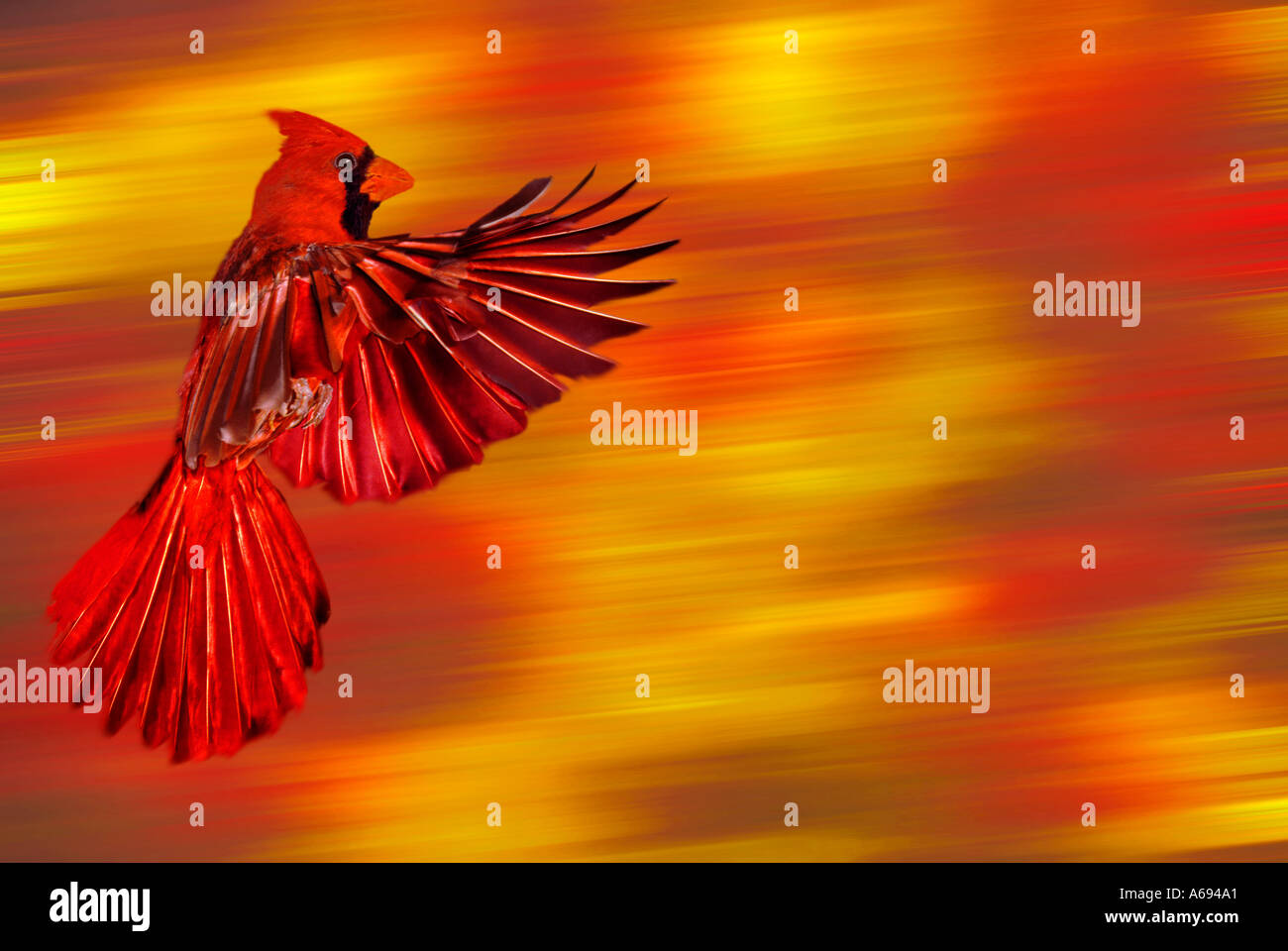 Male Northern Cardinal, Cardinalis cardinalis, flying by trees with ...