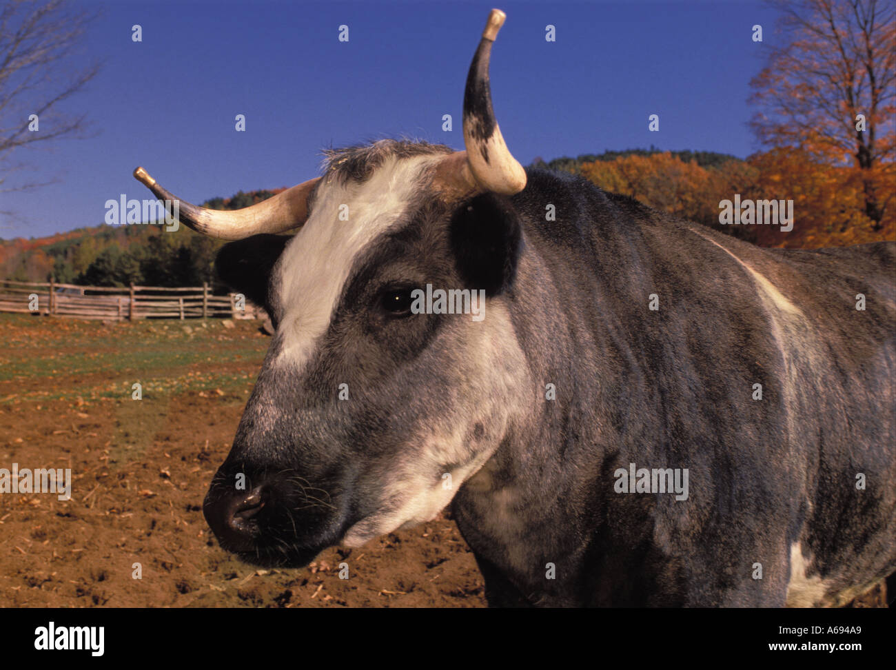 Ox 3 4s Shorthorn 1 4th Holstein in field in Autumn Northeastern New ...
