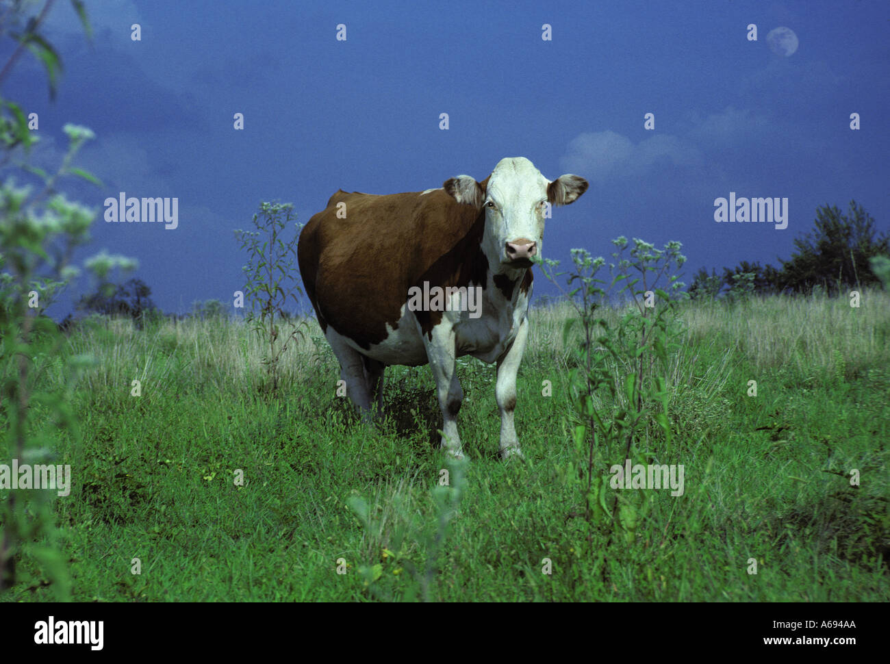 The perfect cow: White faced cow mixed breed (3 4th Semimental 1 4 ...