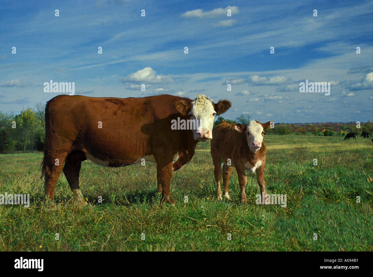 White-faced cow (3/4th Simmental, 1/4 Angus) and her Gelbvieh calf ...