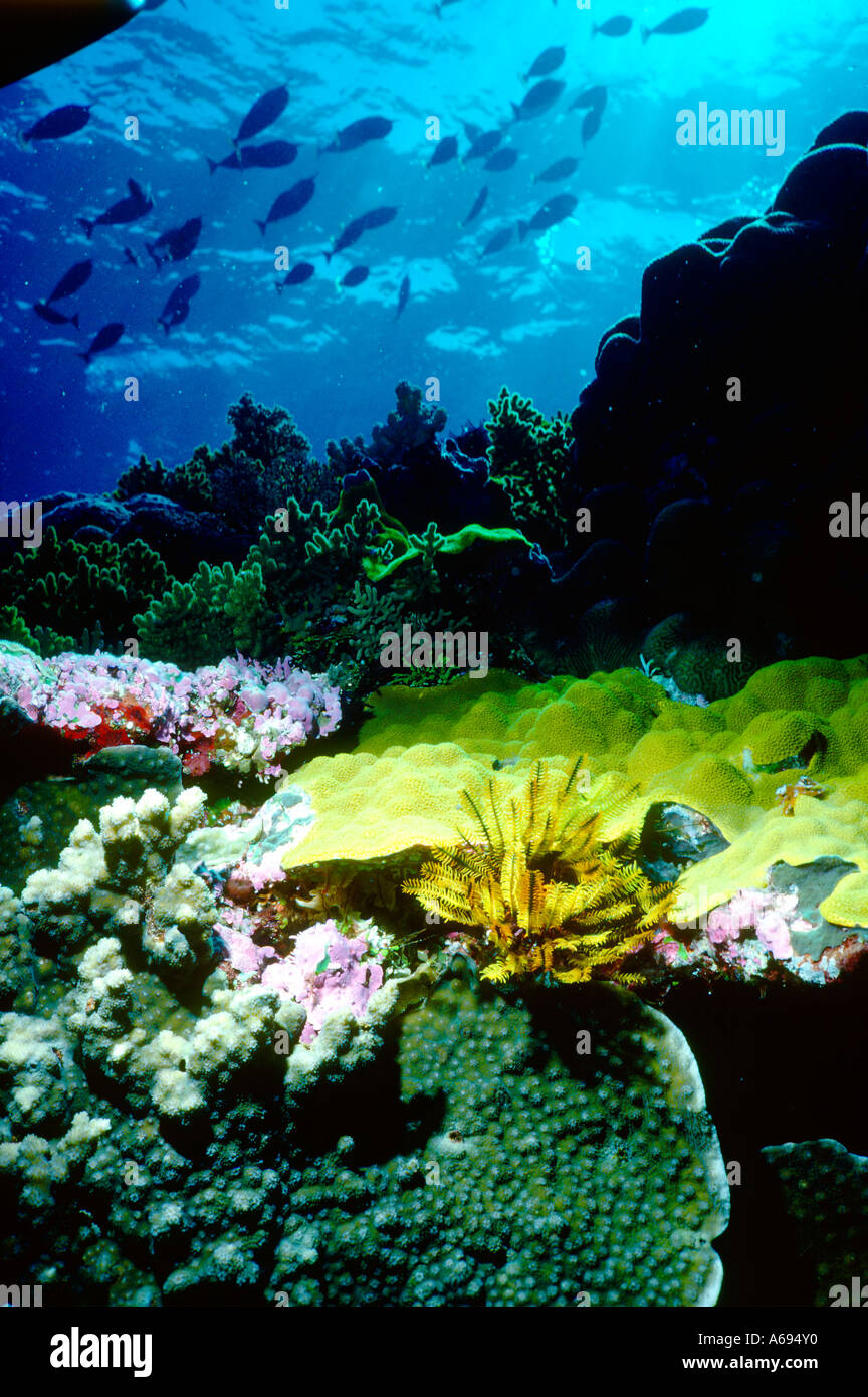 Coral Great Barrier Reef Queensland Australia Stock Photo - Alamy