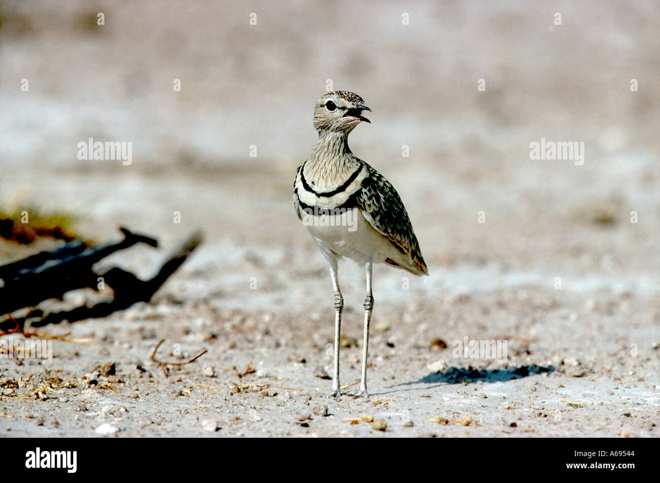 DOUBLE BANDED COURSER Rhinoptilus africanus Stock Photo - Alamy