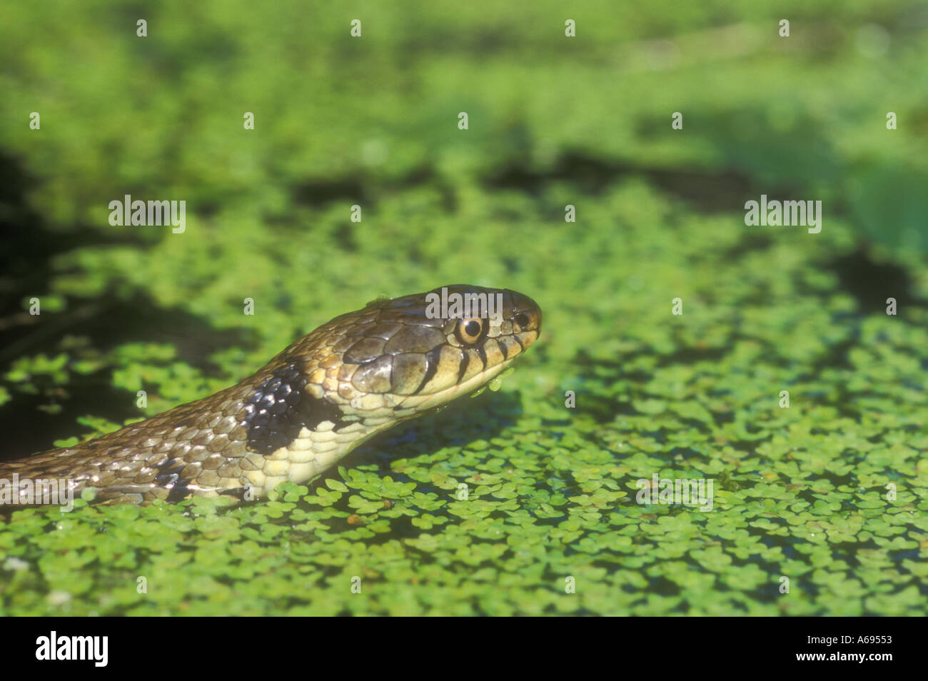 GRASS SNAKE Natrix natrix Stock Photo - Alamy