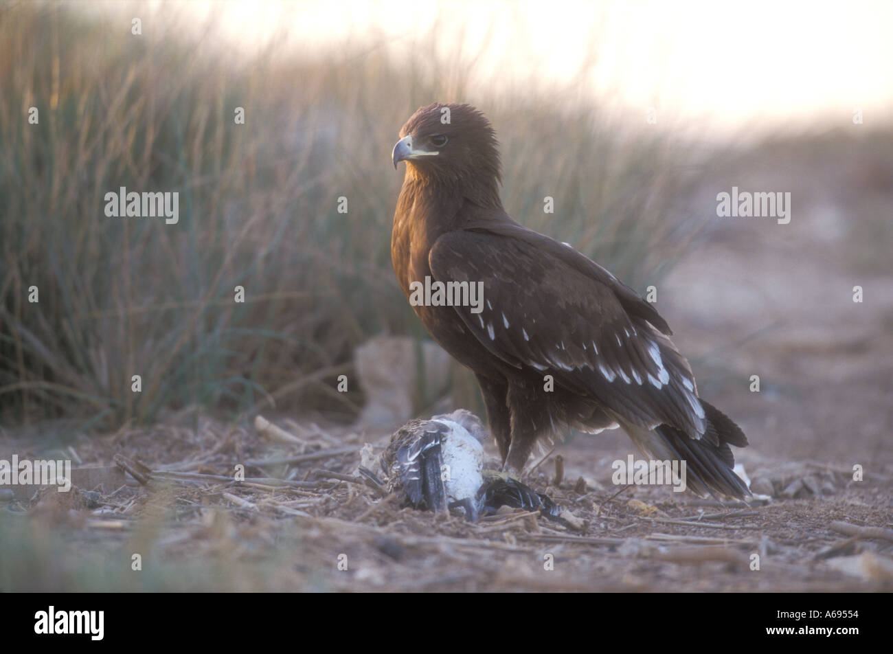 GREATER SPOTTED EAGLE Aquila clanga Stock Photo - Alamy