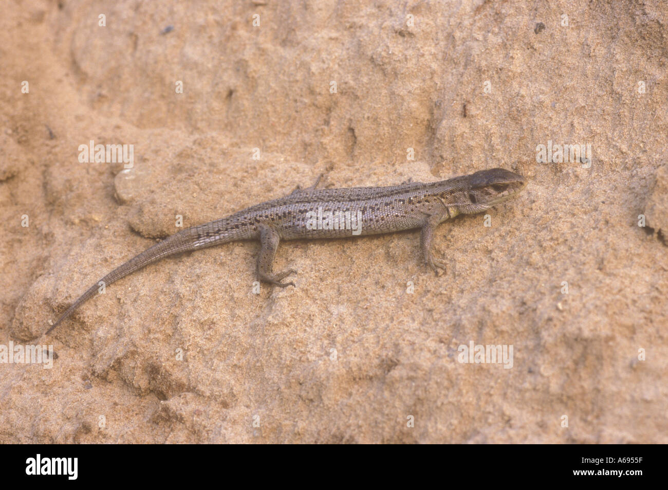 SAND LIZARD Lacerta agilis Stock Photo - Alamy