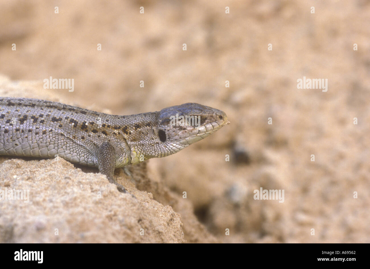 SAND LIZARD Lacerta agilis Stock Photo - Alamy