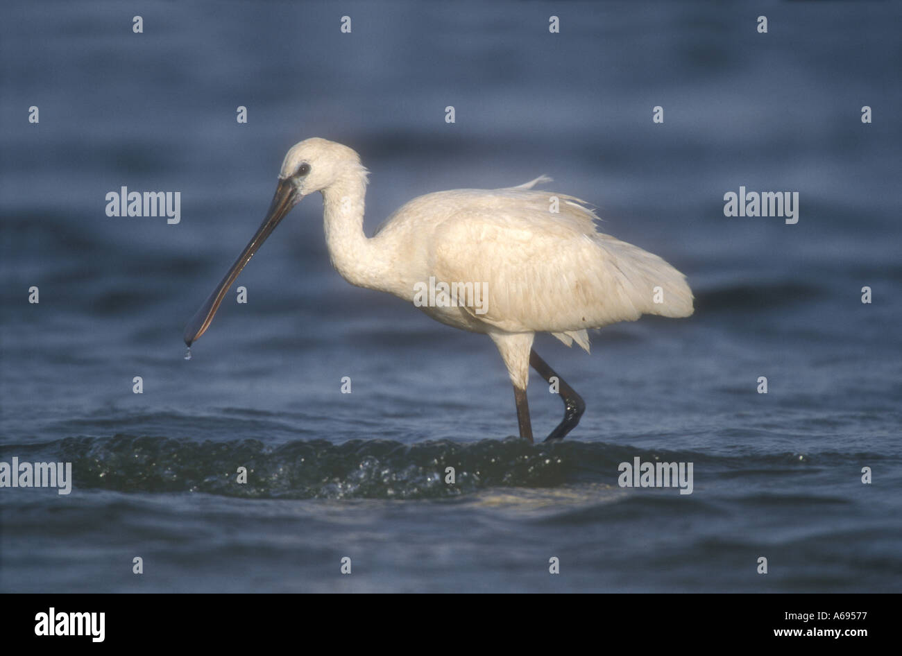 SPOONBILL Platalea leucorodia Stock Photo - Alamy