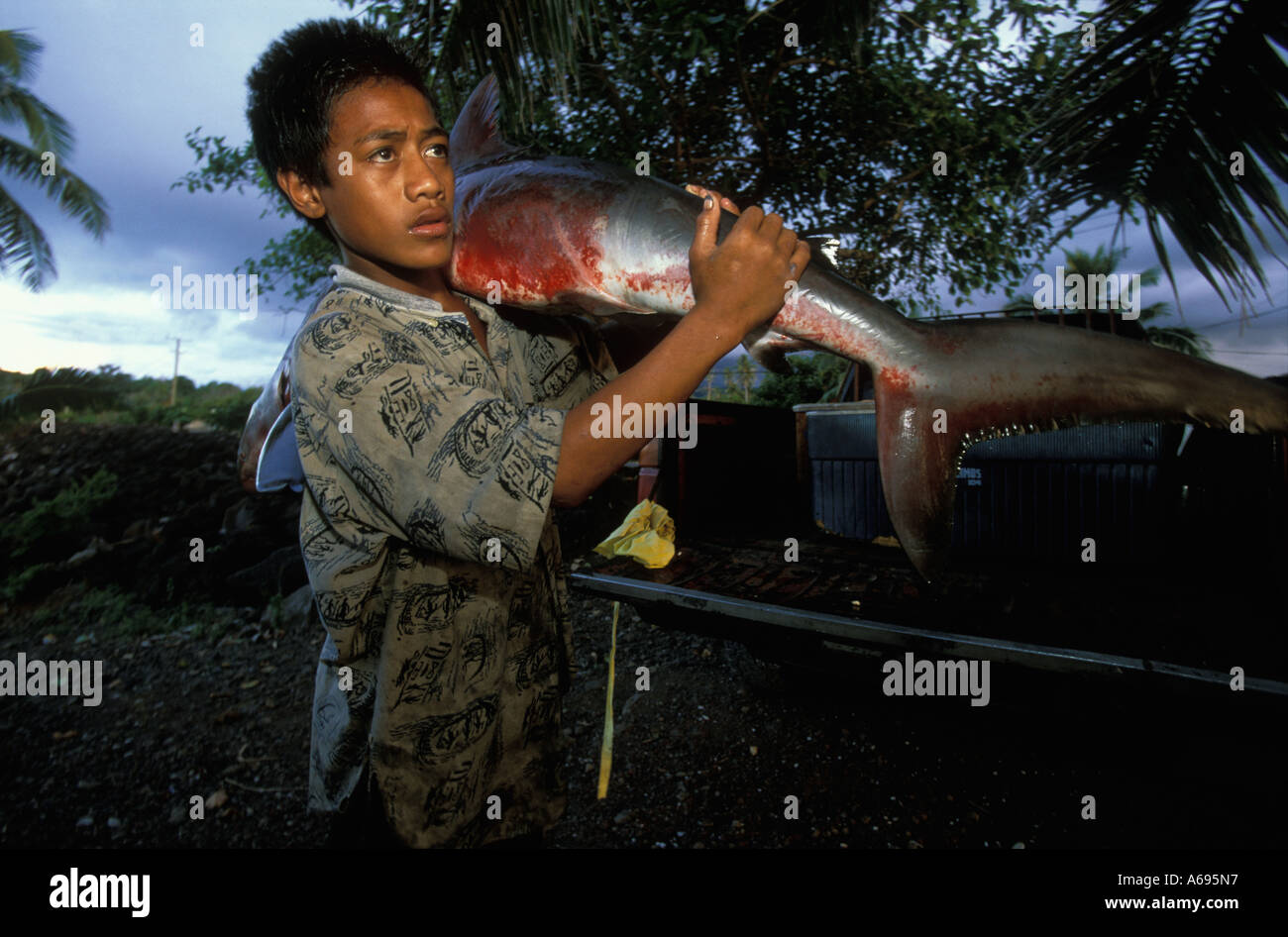 A boy carries a newly caught shark over his shoulder in Sataoa Savaii ...