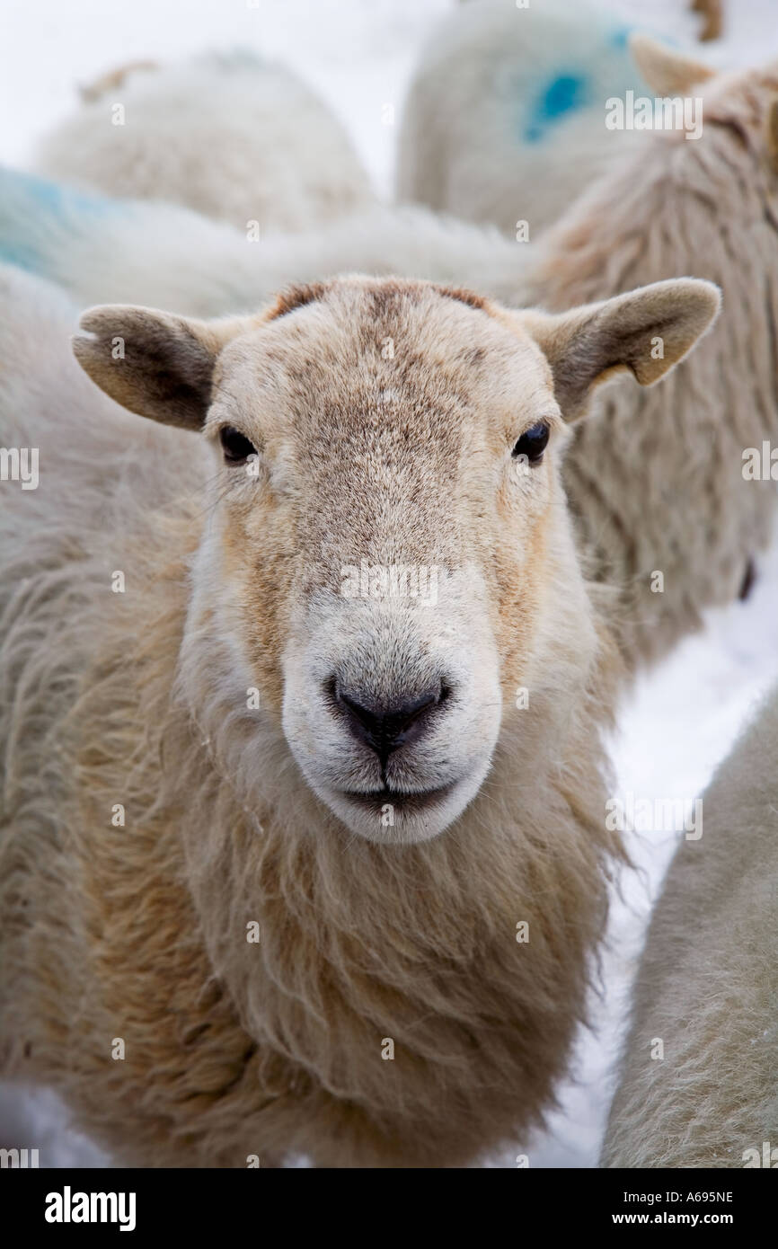 Sheep head hi-res stock photography and images - Alamy