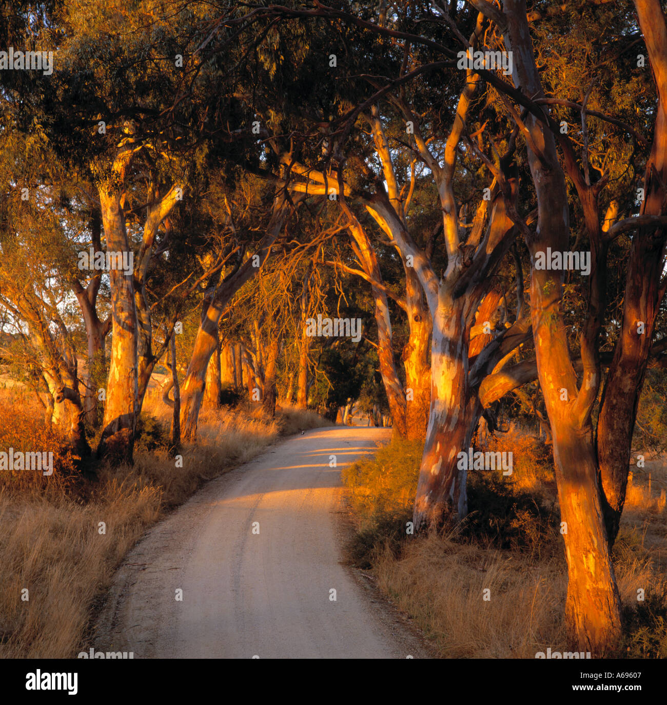 Dirt road lined with gum trees on the High Eden Ridge Eden Valley South ...
