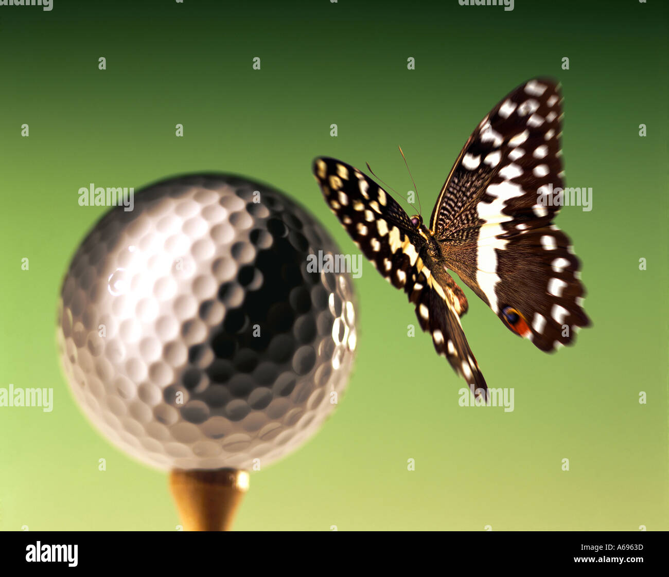 Butterfly Golf ball Stock Photo - Alamy