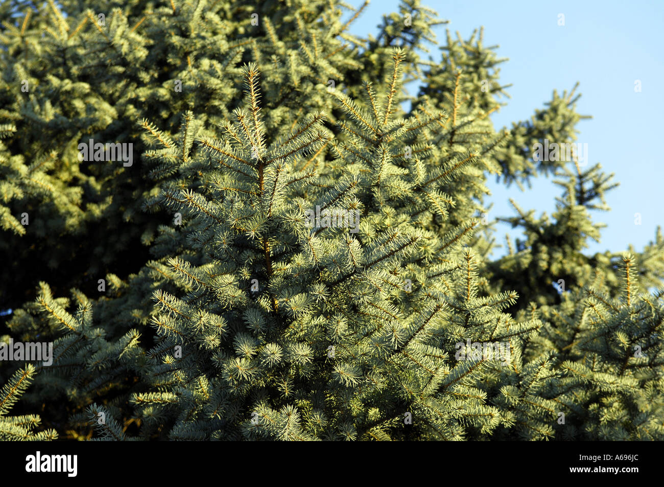 green plant tree blue sky pine winter germanic colour color germany ...