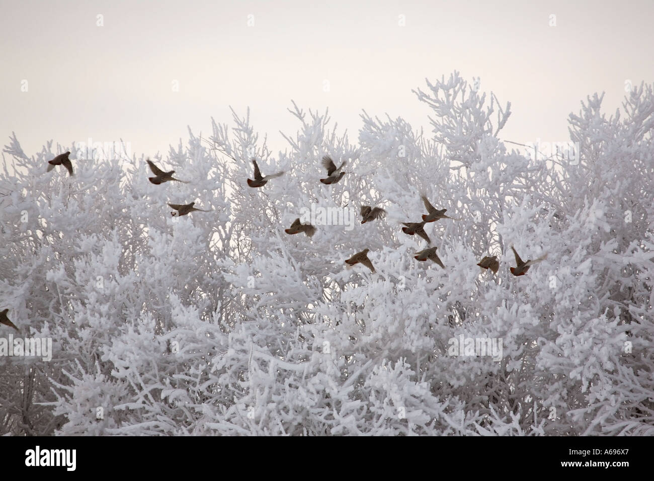A small flock of Gray Partridges in flight by frost covered trees in ...