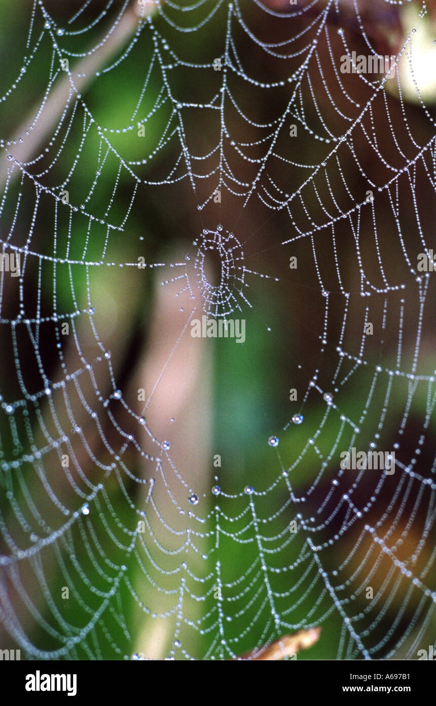 Spiderweb symmetry hi-res stock photography and images - Alamy