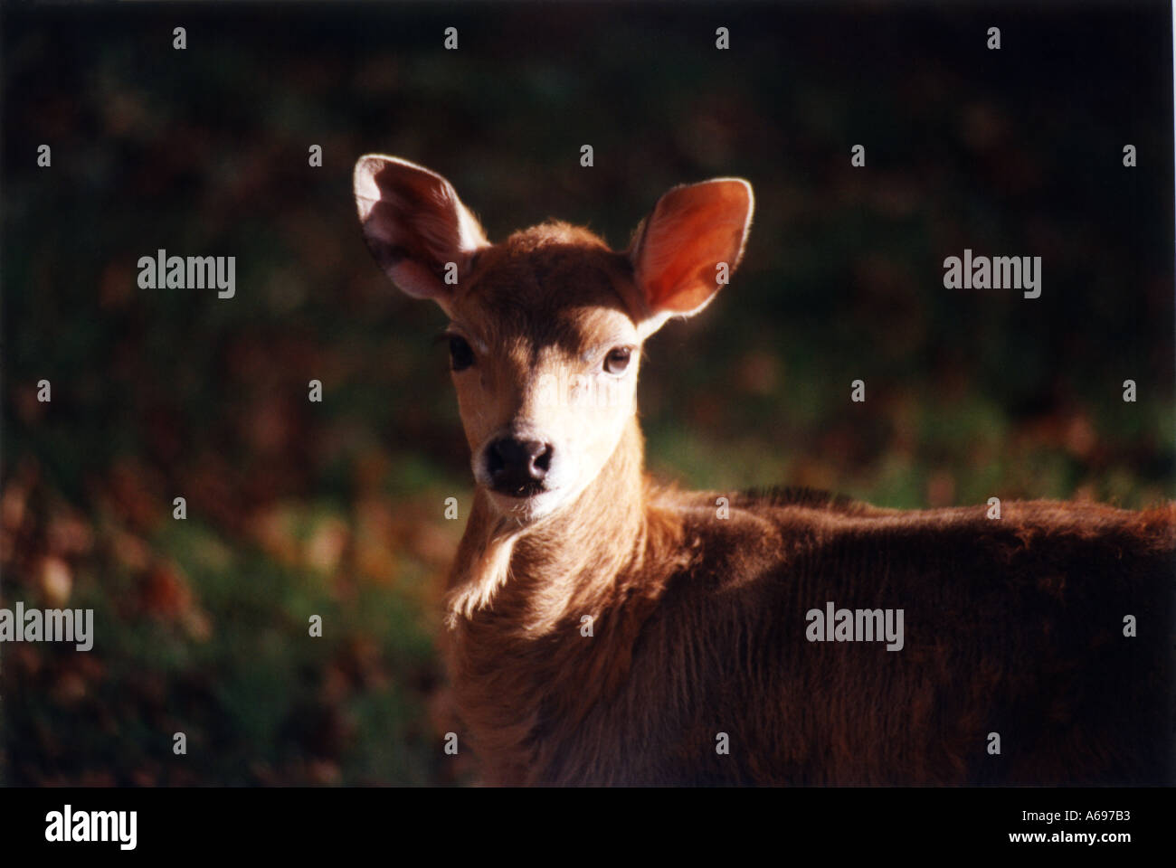 Doe facing the viewer in late afternoon light Stock Photo - Alamy