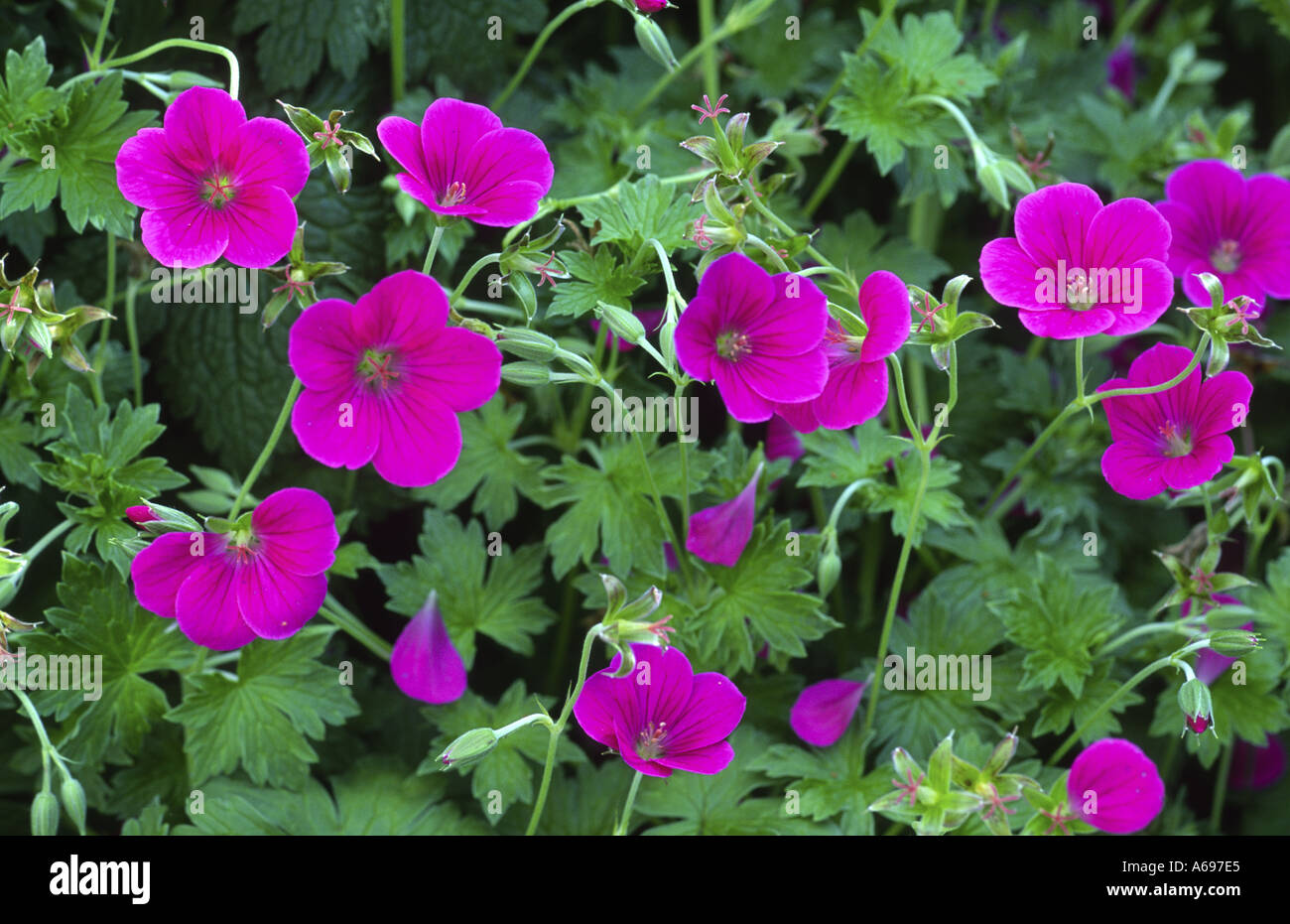 Geranium Russell Pritchard Stock Photo - Alamy