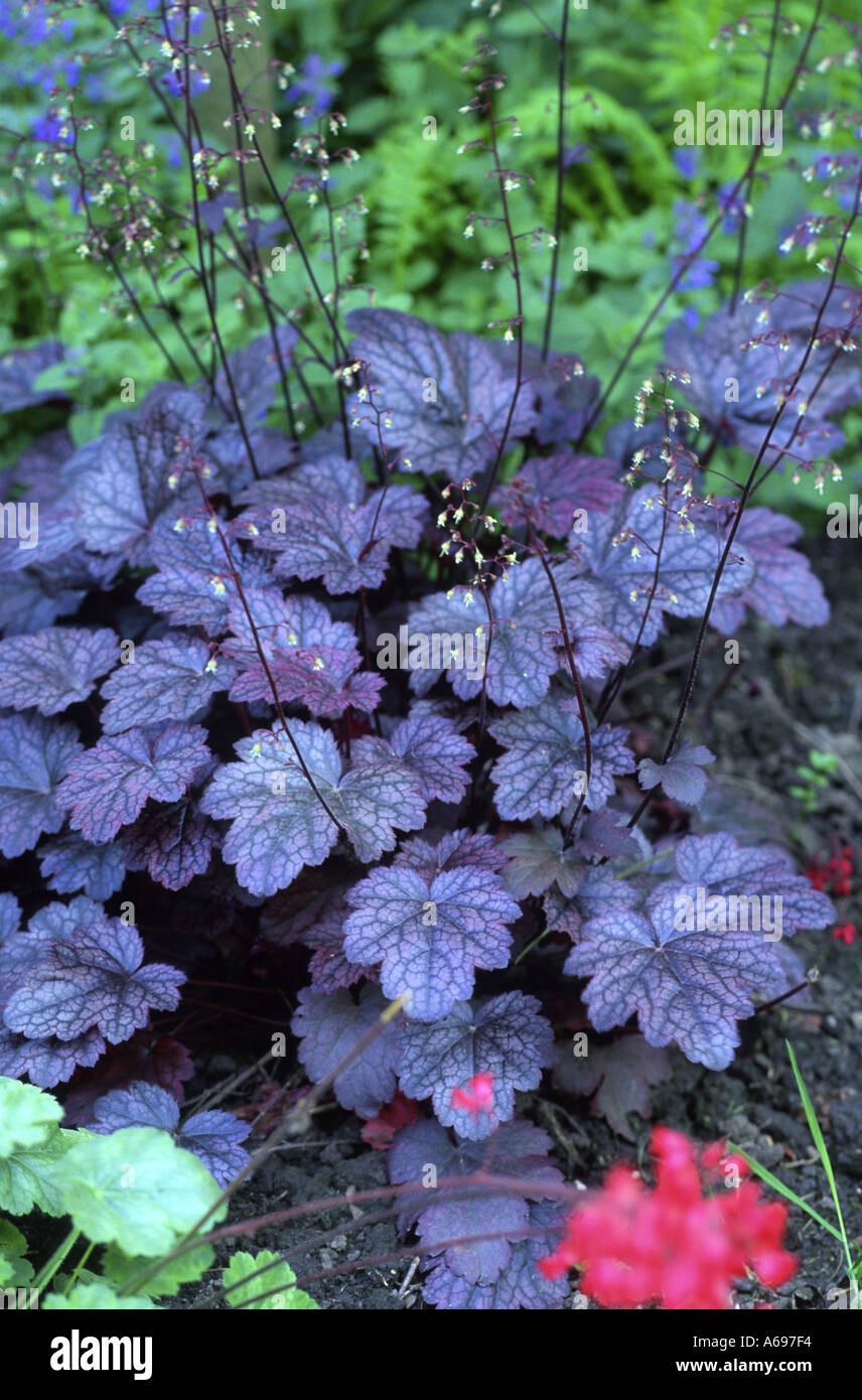 Puddin hi-res stock photography and images - Alamy