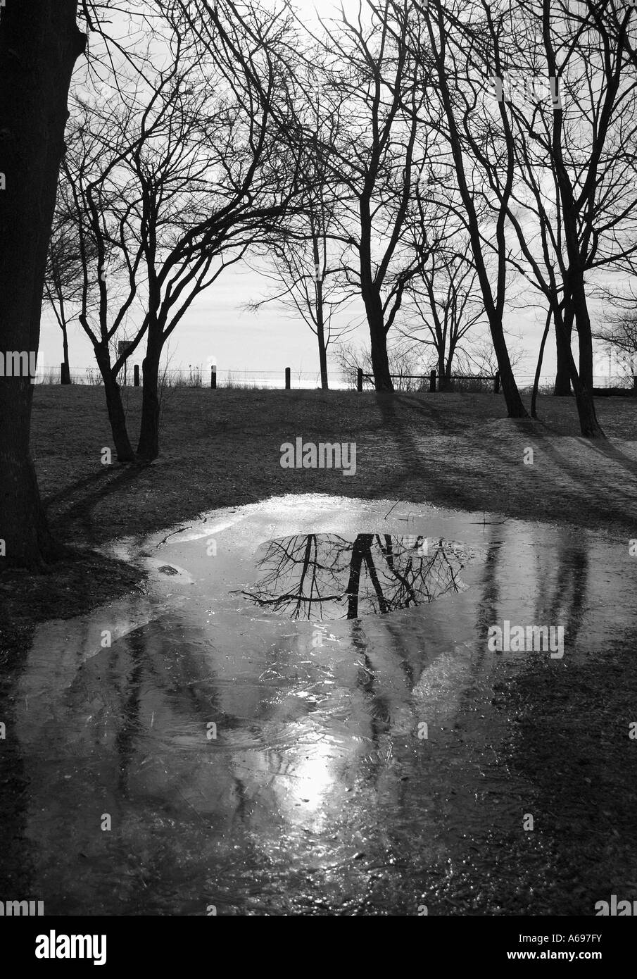 Trees reflecting in thawing puddle and ice Stock Photo - Alamy