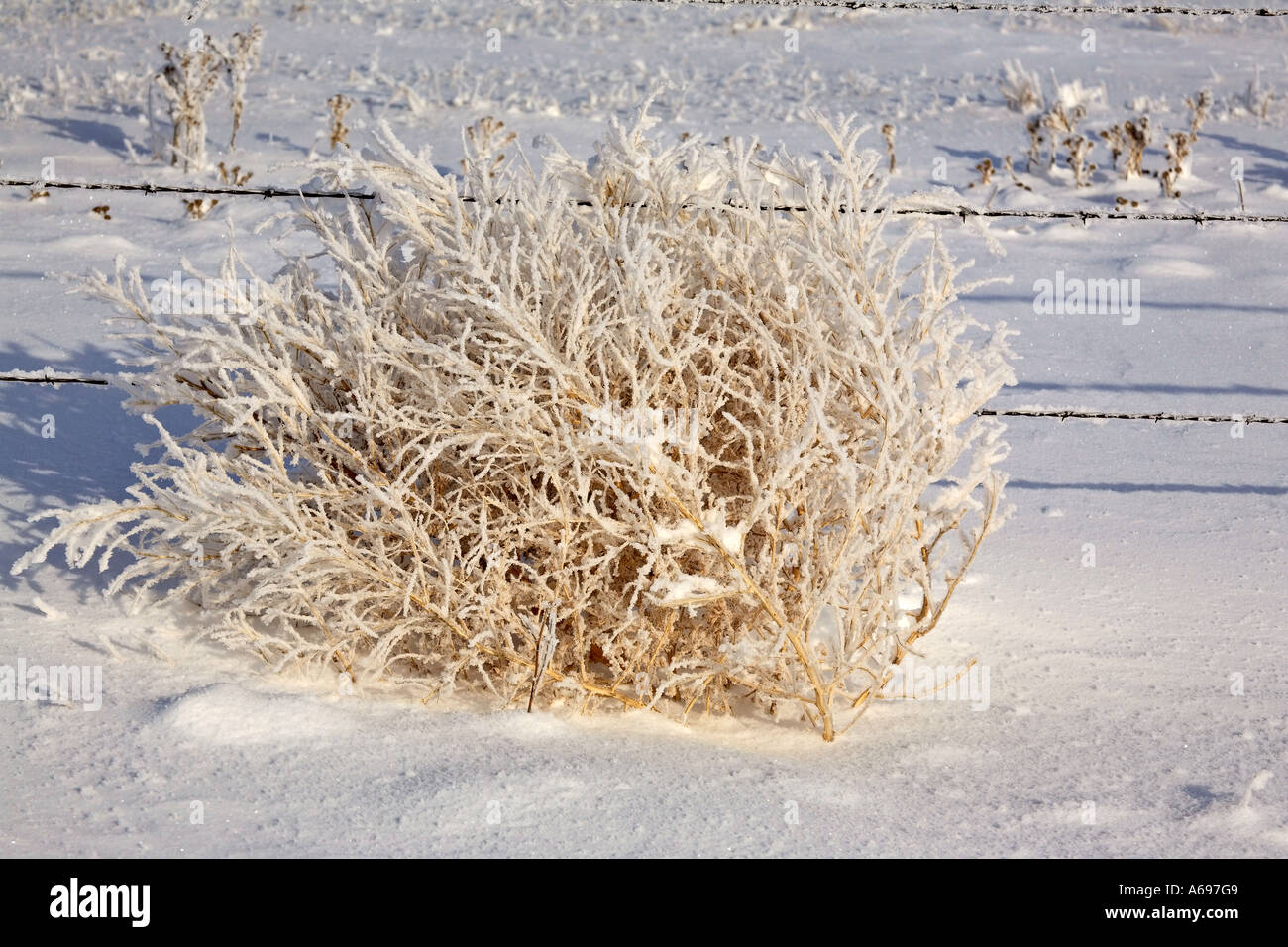 Tumbleweed fence hi-res stock photography and images - Alamy