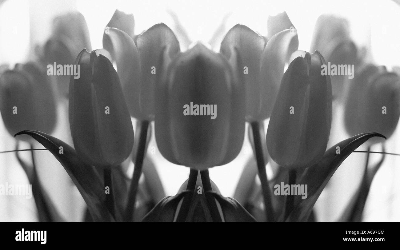 Elegant composition Black and White Stock Photos & Images - Alamy
