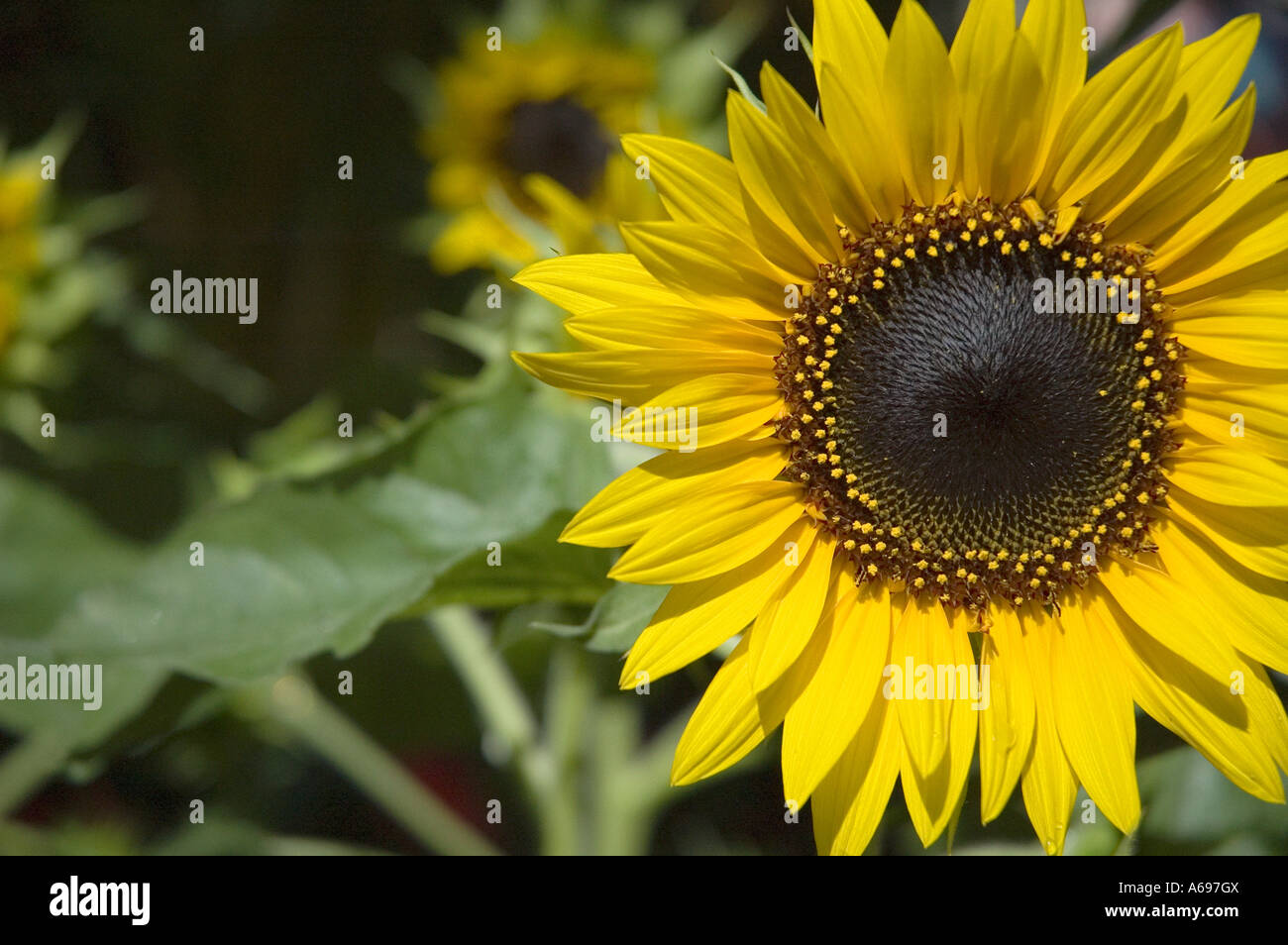 Close-up of bright yellow summer sunflower Stock Photo - Alamy