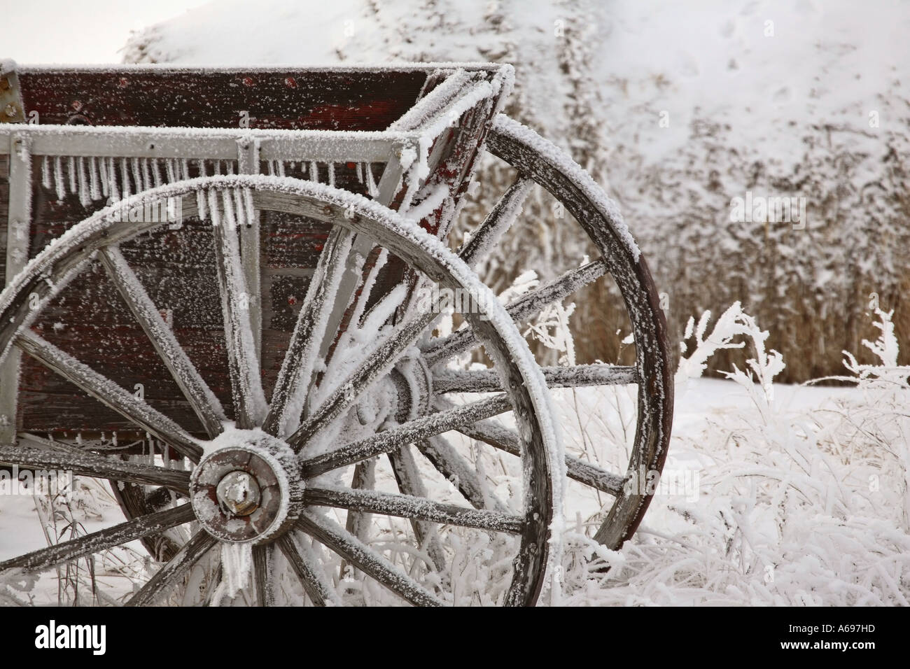 Hoar frost covered old chuck wagon wheels and hay bales in scenic ...