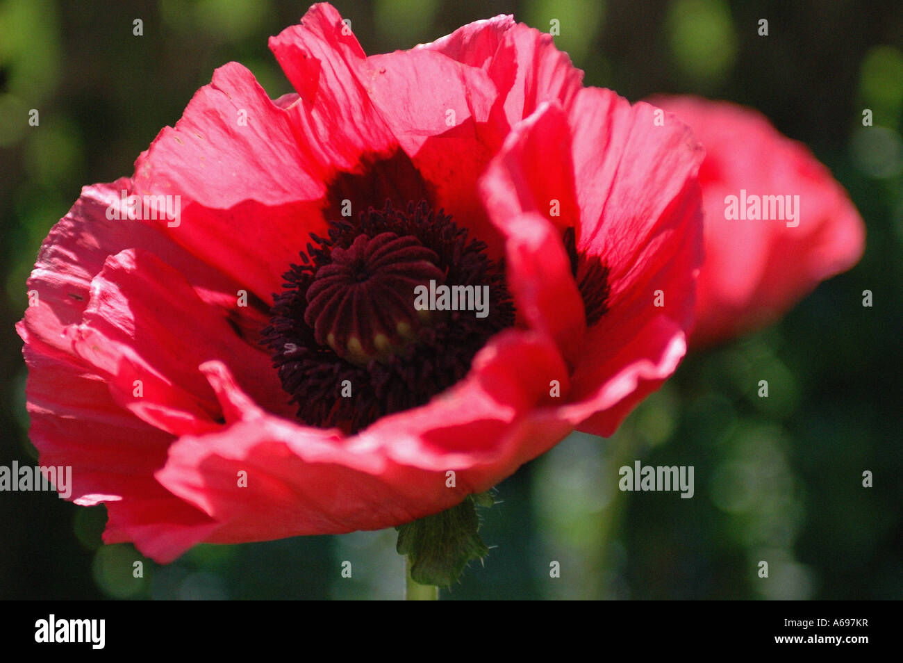 Close-up of red poppy flower Stock Photo - Alamy