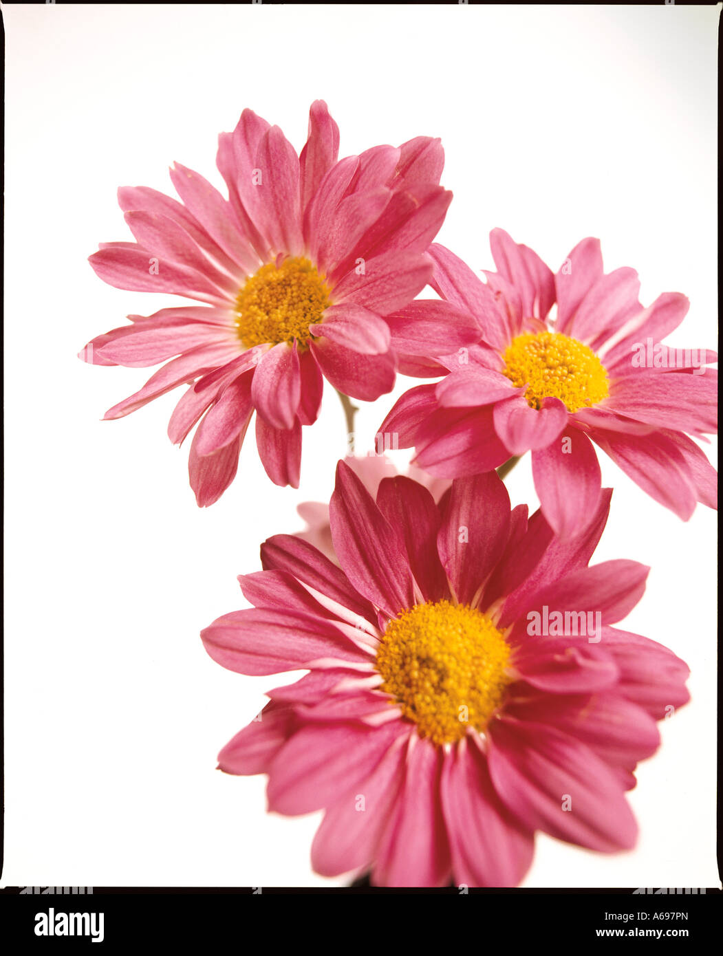 Three pink daisies Stock Photo - Alamy