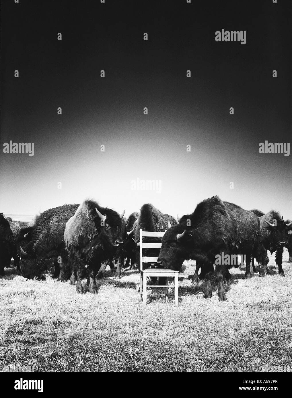 Buffalos in a field with a chair Stock Photo - Alamy