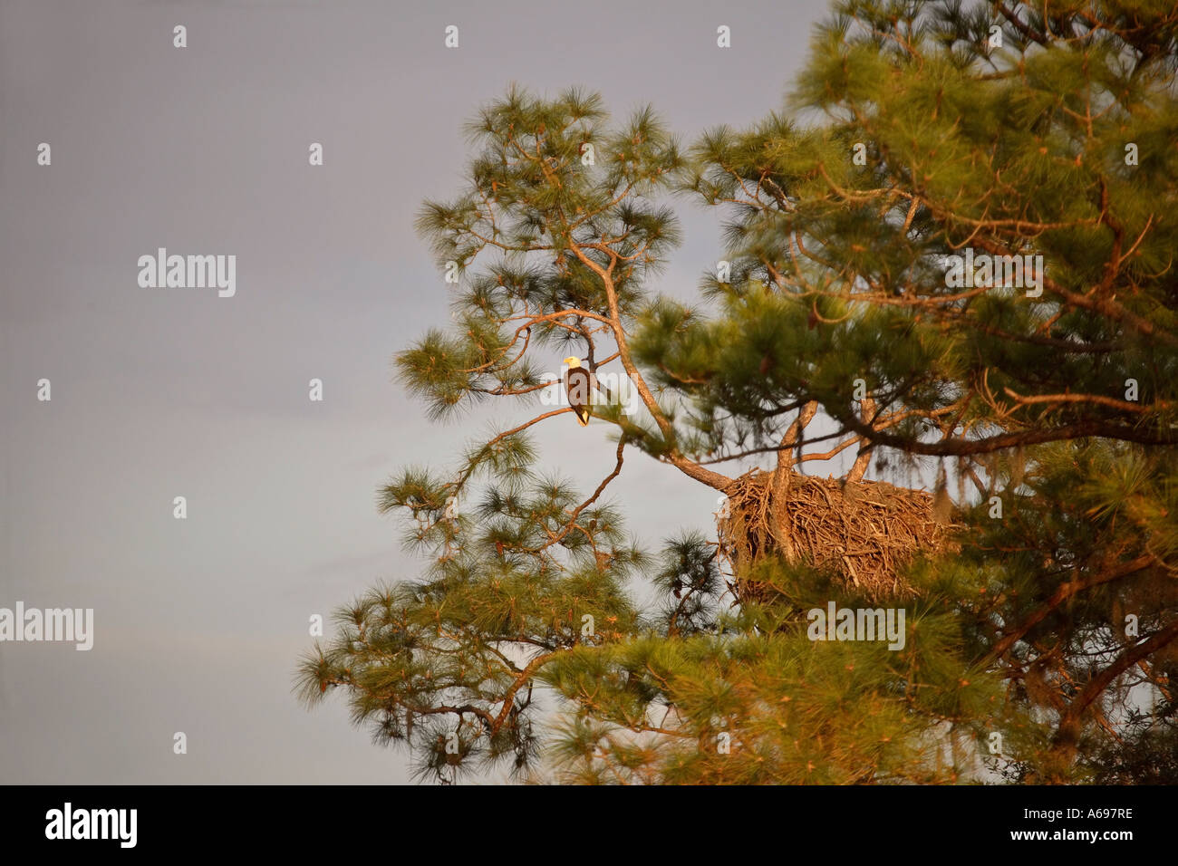 Bald Eagle in tree near huge nest in scenic Florida USA Stock Photo - Alamy