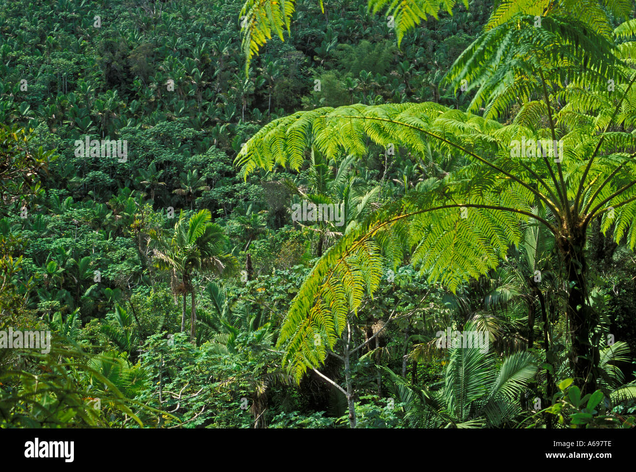 El Yunque rainforest tree ferns and palm trees view from trail in the ...